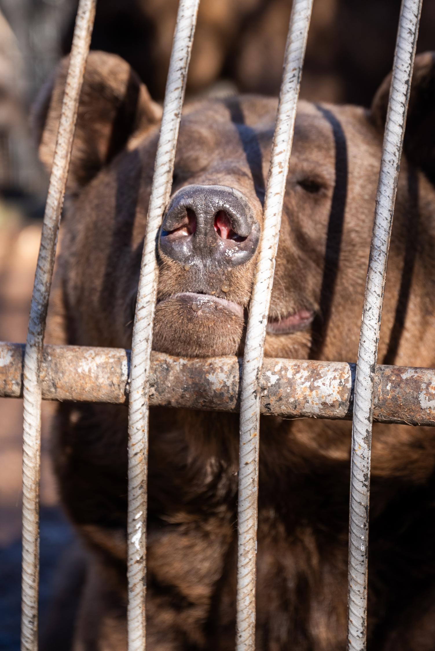 VIER PFOTEN_2021-10_16_00023 (1).jpg | FOUR PAWS